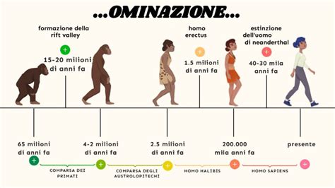 Stages Of Human Evolution