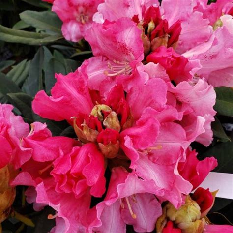 Rhododendron Shamrock Urban Tree Farm Nursery