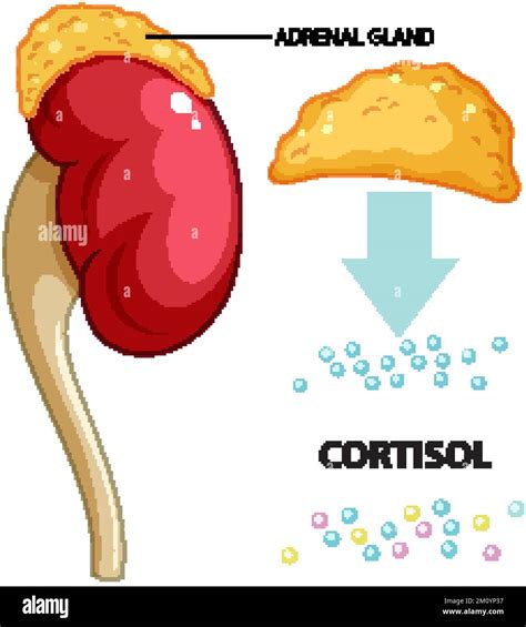 Glándula suprarrenal dibujo Imágenes vectoriales de stock Alamy