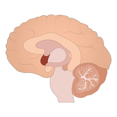 Anatomie Van De Hersenen Premium Vector