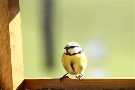 Éviter que les oiseaux se cognent dans les vitres