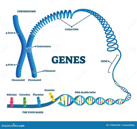 Genes Vector Illustration Educational Labeled Structure Example Scheme