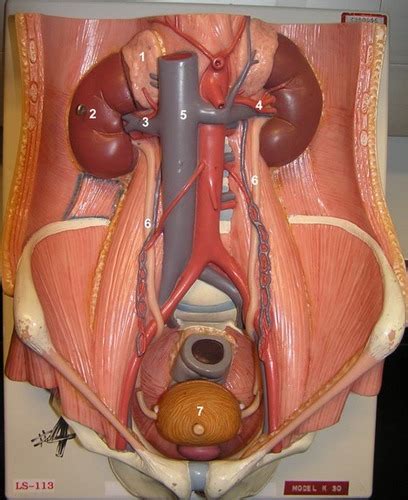 Anatomy Final Lab Practical Urinary System Flashcards Quizlet