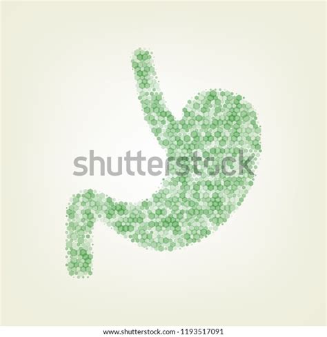 Human Anatomy Stomach Sign Vector Green Stock Vector Royalty Free
