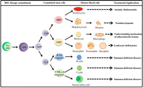 Hematopoiesis Lineage