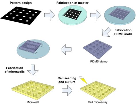 Schematic Illustrations Of Fabricating Cell Microarrays Using Soft