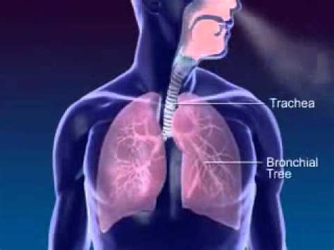 Respiration 3D Medical Animation Wmv YouTube