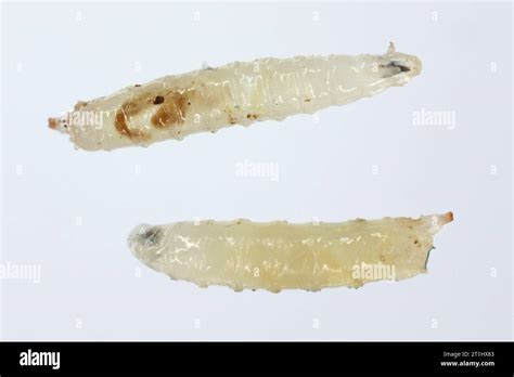 Vinegar Fly Fruit Fly Drosophila Melanogaster Larvae In Various