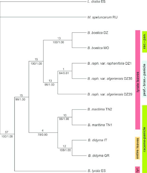 phylogenetic tree estimated using cpdna sequences bootstrap values and download scientific