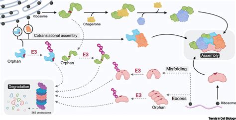 Quality Control Of Protein Complex Assembly By The Ubiquitinproteasome