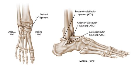 Medial Ankle Ligaments