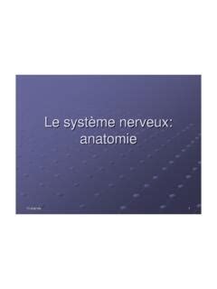 Le Syst Me Nerveux Anatomie Infirmiers Le Syst Me Nerveux