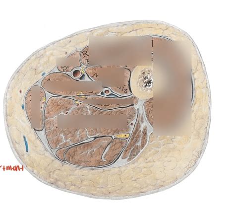 THIGH CROSS SECTION Diagram Quizlet