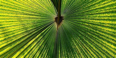 Green Fan Palm Leaf For Background Texture Photo And Picture For Free