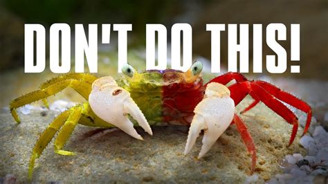 WHAT HAPPENS WHEN YOU MIX VAMPIRE CRAB SPECIES COLORS YouTube