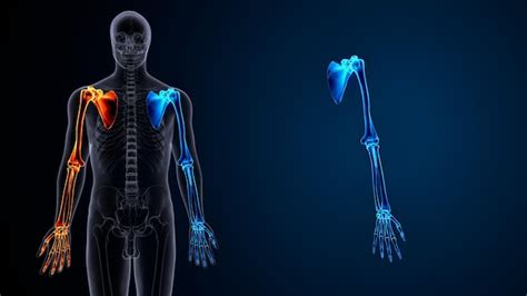 Illustration 3d De L anatomie Des Membres Supérieurs Du Squelette