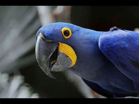 The Fascinating World Of Hyacinth Macaw Parrots Discover Their Unique