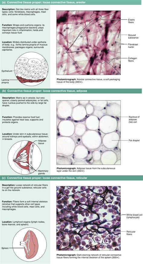 Connective Tissue Types