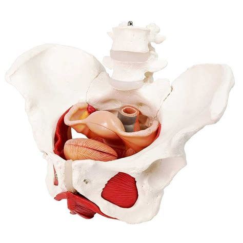 Buy LALEO Female Pelvis And Perineum Model With Removable Organs