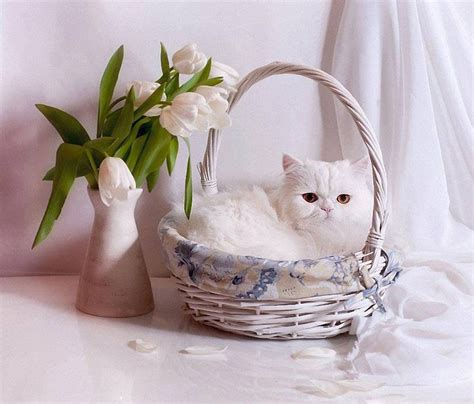 Pin By Francine Beve On Nos Petits Chien Chats Puppy Images