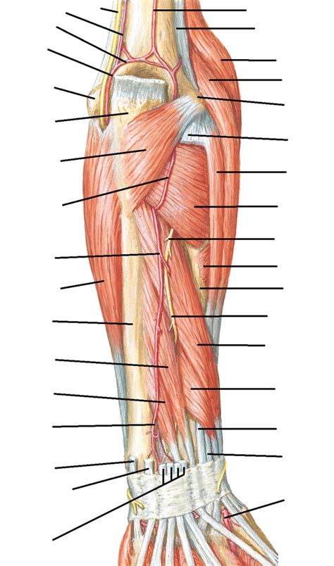 Posterior Forearm Deep Diagram Quizlet