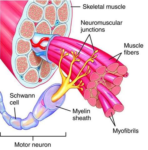 A Motor Unit Consists Of One Alpha Motor Neuron Together With All The