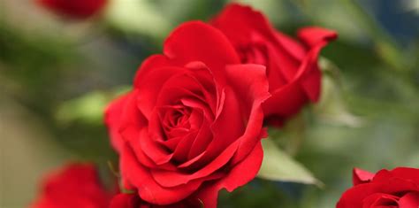 El Significado De Regalar Flores Rojas Un Lenguaje Silencioso De Amor