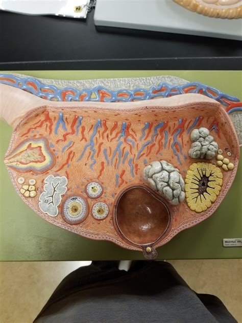 Ovary Model Diagram Quizlet