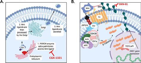 Role of PORCN and DKK1 in Wnt β catenin pathway signaling A The