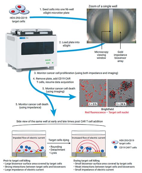 Real Time Potency Assay For CAR T Cell Killing Of Cancer Cells
