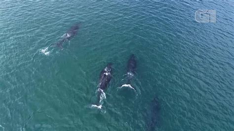 Vídeo Imagens aéreas flagram seis baleias em Arraial do Cabo no RJ