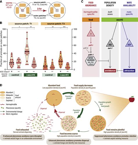 sex specific pdfr 1 dependent modulation of pheromone avoidance by food abundance enables