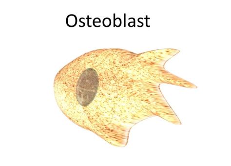 Bone Cell Structure And Function