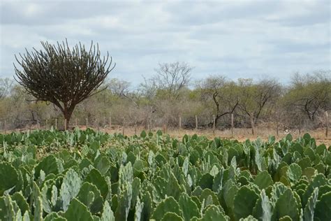 Vegetação e Flora da Caatinga Mundo Ecologia