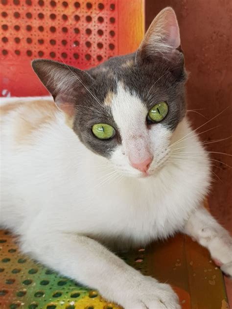 Pin av Adelaida Reyes på gatos