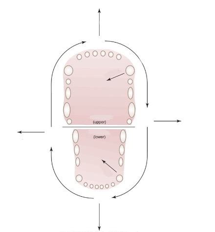 Vet Dental Directional Term Pt Diagram Quizlet