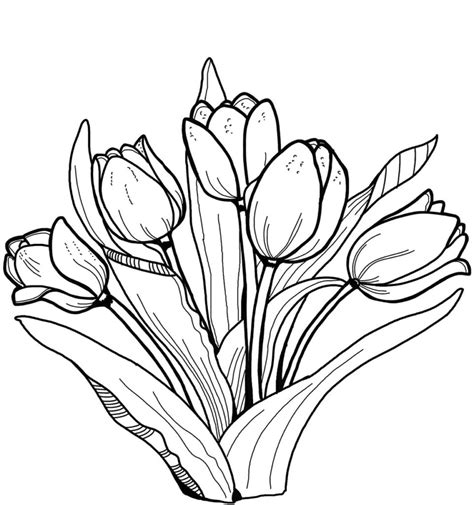 Disegni Da Colorare Di Tulipani Wonder Day Disegni Da Colorare Per