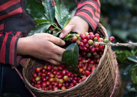 Exportación de café hondureño reporta un significativo aumento
