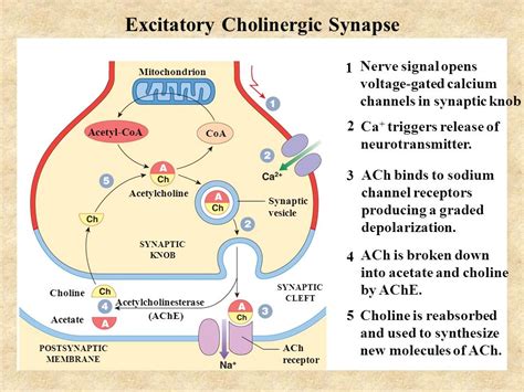 Senior Biology Neuronal Communication