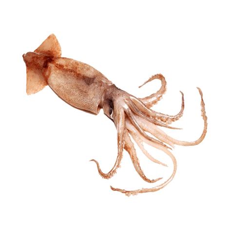 Pin On Png Gallery