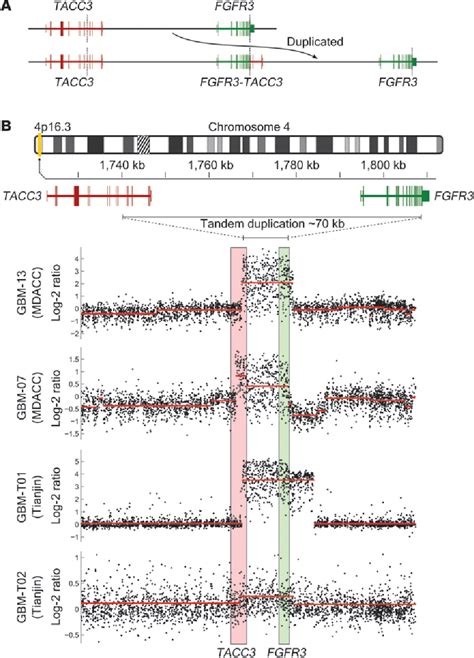 PDF The Tumorigenic FGFR 3 TACC 3 Gene Fusion Escapes MiR 99 A