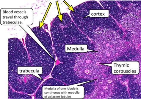 Chapter The Lymphatic System And Immunity Flashcards Quizlet