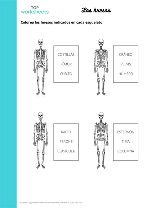 El Esqueleto Humano Ficha Para Imprimir TopWorksheets