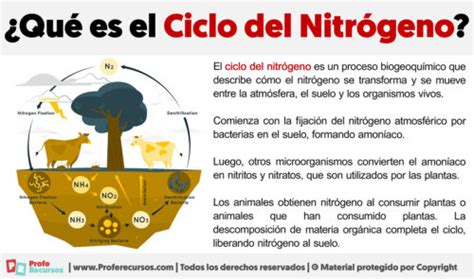 Qu Es El Ciclo Del Nitr Geno 0 The Best Porn Website