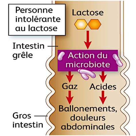 L Intolerance Au Lactose Fatsecretfrance