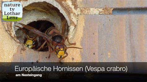 Europ Ische Hornissen Vespa Crabro Am Nesteingang Youtube