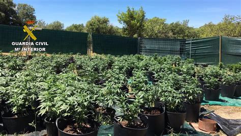 La Guardia Civil desmantela una plantación de marihuana menorca al día