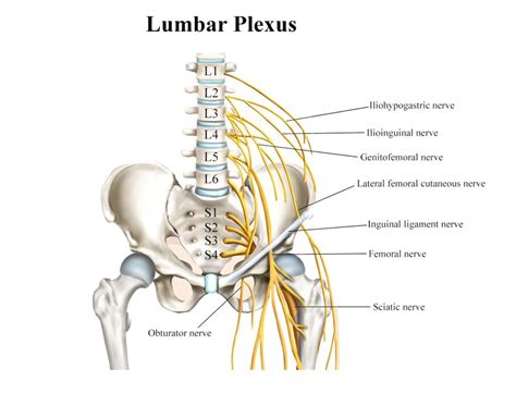 Lumbar Plexus Anatomy