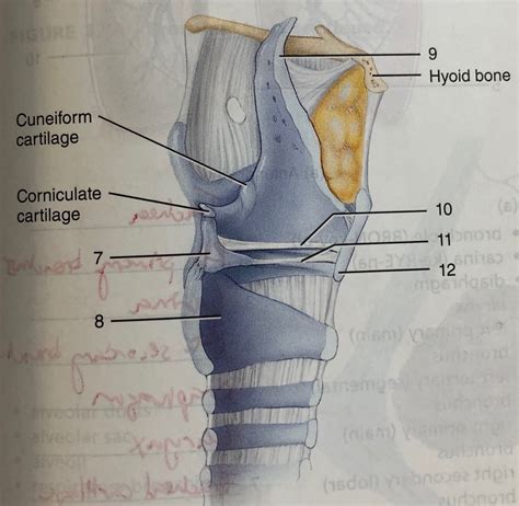 Larynx Midsagittal View Diagram Quizlet