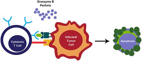 Cytotoxic T Cell Overview Thermo Fisher Scientific Kr